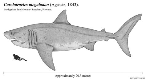 Carcharocles Megalodon By Paleonerd01 On Deviantart