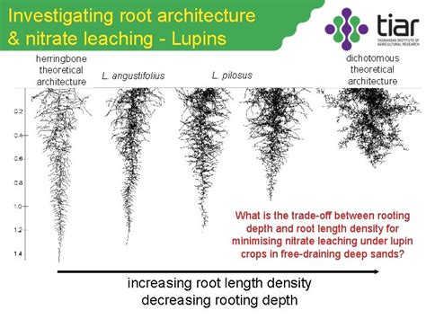 Rootmap Model Of Threedimensional Root Growth Update On