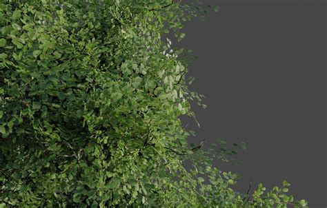Realistic Tree 3d Model Low Poly 3d Model Blender Market