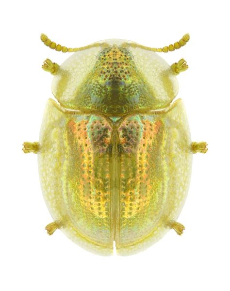 Beetle Cassida Subreticulata Stock Image Image Of Isolated Nature