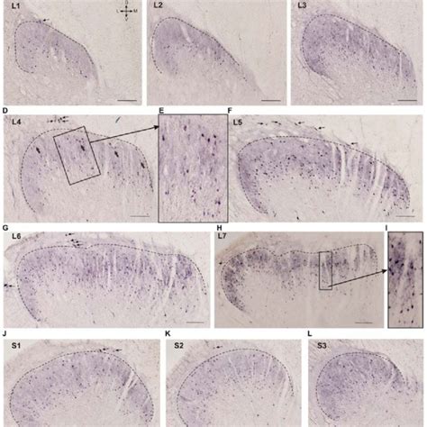 Calbindin Immunopositive Neuron Distribution In Different Segments Of Download Scientific