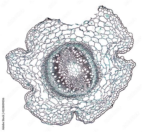 White Radish Root Cross Section Cut Under The Microscope Microscopic View Of Plant Cells For