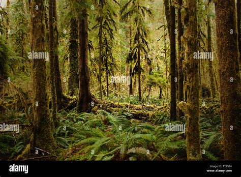 Trees Growing In Forest Stock Photo Alamy