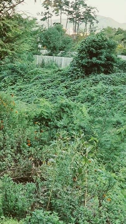 잡은 물고기를 입에 물고 Youtube