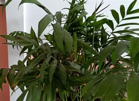 凤尾竹发黄发枯怎么办 详解叶子尖干枯的解决方法 栽培防治 绿植迷