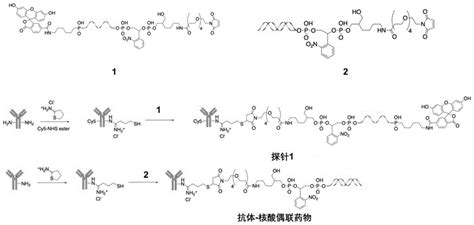 一种靶向pd L1的抗体 核酸偶联药物及其制备方法和应用与流程2