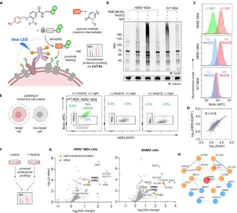 陈鹏 樊新元团队开发空间靶向光催化的细胞标记与蛋白捕捉技术cat Ex 科研进展 北京大学化学与分子工程学院