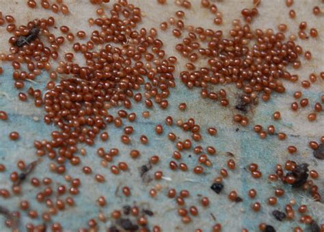 How To Solve The Most Common Worm Farm Problems