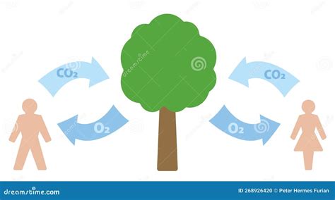 Carbon Cycle Oxygen Humans Tree Respiration Pictogram Vector