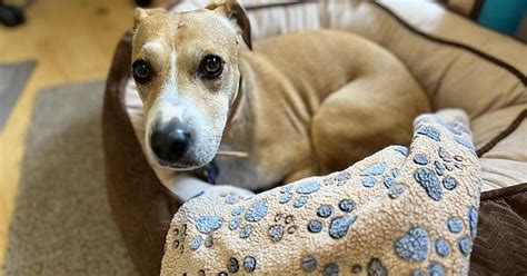 Back To Your Regularly Scheduled Roxie Album On Imgur