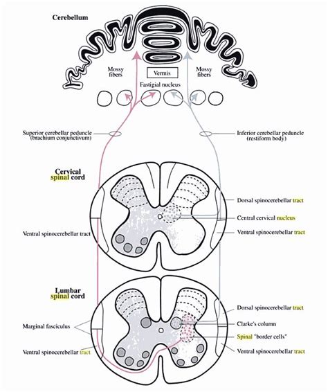 Cuneocerebellar Tract Neurology Code Project Fun Science
