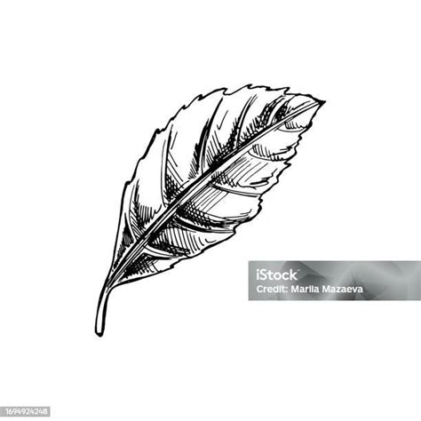 손으로 그린 나뭇잎 스케치 흰색 배경에 잉크 펜 잎사귀 그리기 낙서 잎 벡터 그림입니다 자연과 생태 벡터 개념 숲에 대한 스톡 벡터 아트 및 기타 이미지 Istock