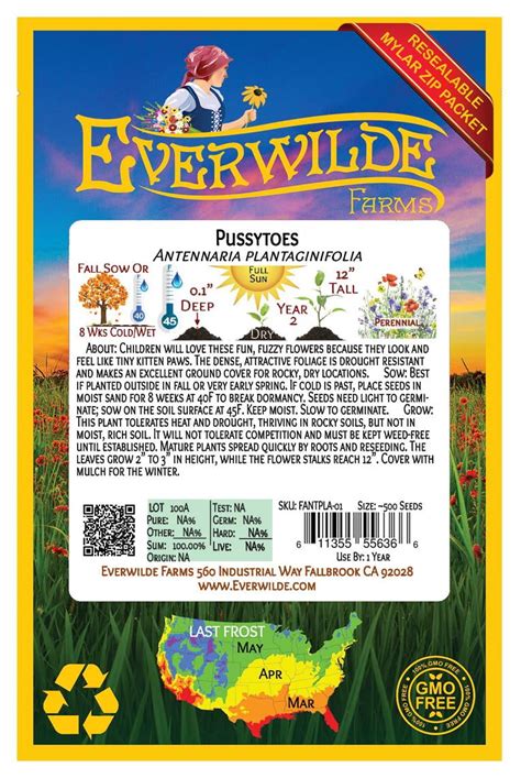 Everwilde Farms 500 Pussytoes Native Wildflower Seeds Gold Vault