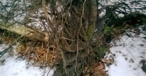 How To Make A Tree Trunk Lamp Redo It Yourself Inspirations How To Make A Tree Trunk Lamp