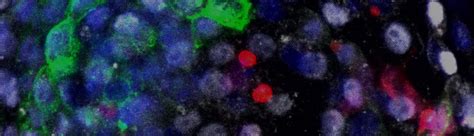 Chimeric Tool Advanced For Wide Range Of Regenerative Medicine