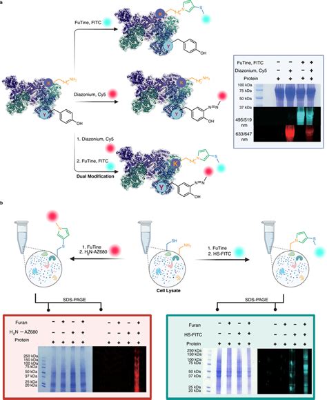 Application Of Furan Thiol Amine Futine Multicomponent Reaction Mcr Download Scientific