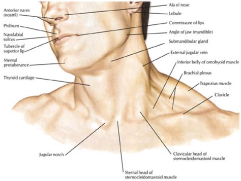 Side Of Neck Anatomy