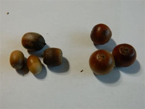 우리나라에 도토리 나무종류 네이버 블로그