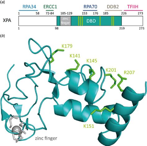A Schematic View Of The Human Xpa Protein With Xpa Dbd Dna Binding Download Scientific