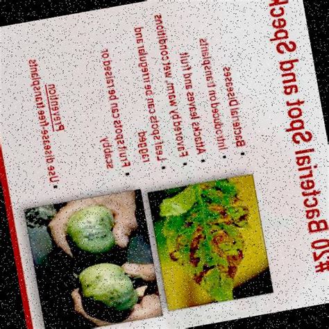 17 Classes Plants Object Detection Dataset By Plantdiseasedetectionproject