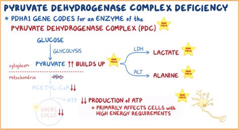 Usmle® Step 1 Question Of The Day Pyruvate Dehydrogenase Complex
