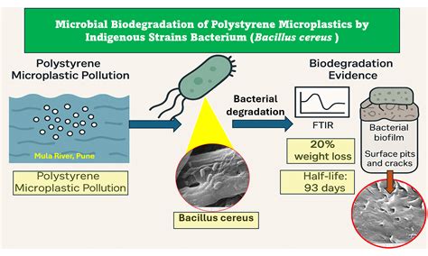 Microbial Biodegradation Of Polystyrene Microplastics Isolation