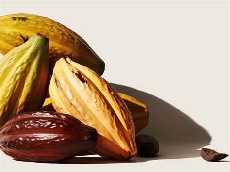 Pluiri Kokomodo Cell Based Chocolate Lab Grown Cocoa 1 Green Queen Pluiri Kokomodo Cell Based Chocolate Lab Grown Cocoa 1 Green Queen