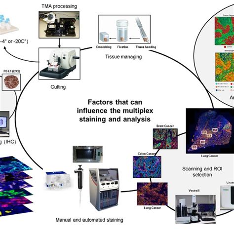 Factors That Can Influence Multiplex Image Staining And Analysis Factors That Can Influence Multiplex Image Staining And Analysis