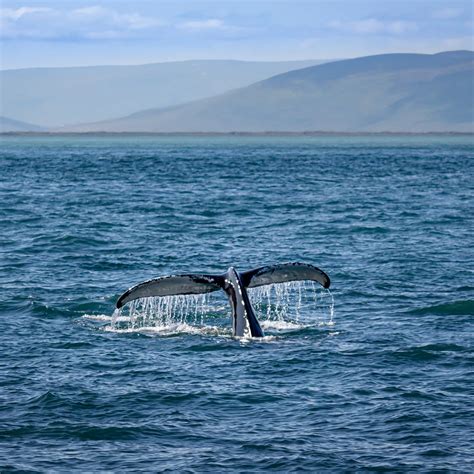 20 Fun And Unique Things To Do In Reykjavik