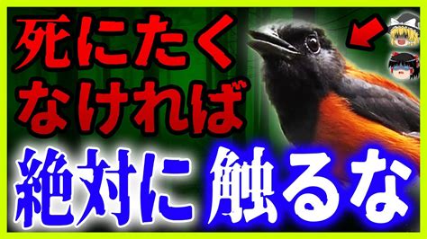 ゆっくり解説世界初超猛毒鳥青酸カリの5000倍微量で ぬ激ヤバ猛毒の秘密とはそしてあの伝説の毒鳥との関係は YouTube