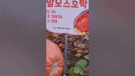 맘모스 호박 귀여운 당근 이랑 친구 인가 Youtube