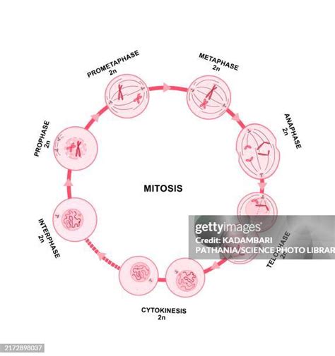 Mitosis Prophase Diagram
