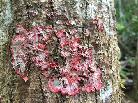Premium Photo Close Up Of Lichen On Tree Trunk