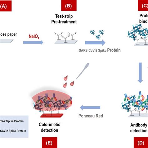 Scheme Representing A Synthesis Of A Colorimetric Sensor On Cellulose Download Scientific