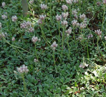 Antennaria From Multiple Nurseries On Plant Lust
