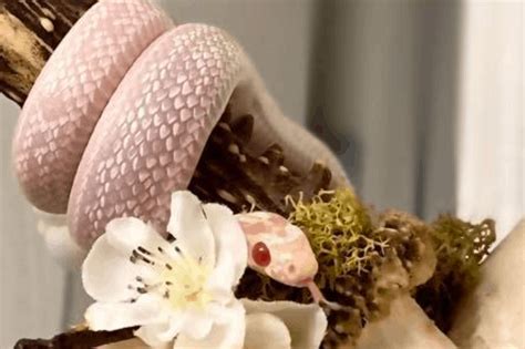 How To Sex A Corn Snake Male Or Female Gender