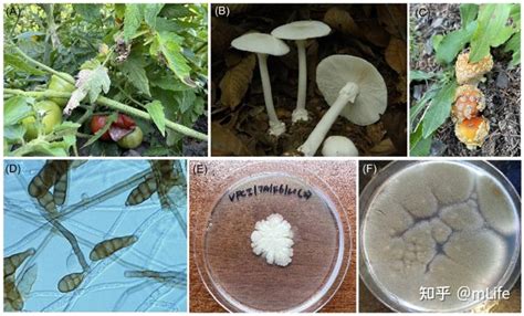 Mlife 全球真菌对人类的威胁到底有多大？ 知乎