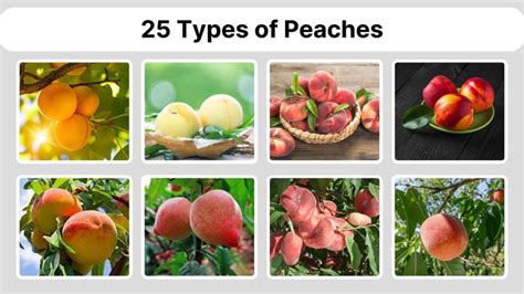 25 Types Of Peaches Identification With Pictures
