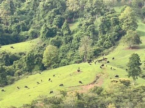 ฝูงกระทิงป่าเขาแผงม้าออกมาอวดโฉมจำนวนมาก สร้างความตื่นตาตื่นใจให้นักท่องเที่ยว