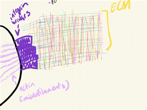 Ecm And Cytoskeleton Flashcards Quizlet