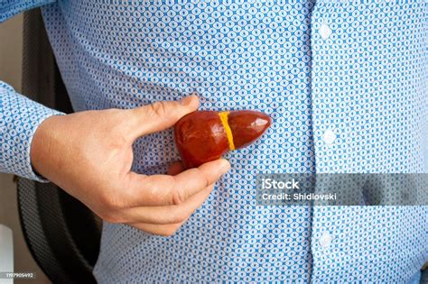 사람 의료 전문가 또는 의사 장기의 현실적인 모델을 가진 신체에 상대적인 간 또는 헤파의 환자 해부학 적 위치를 보여줍니다 위장병 또는 해부학에 사용하기위한 개념 사진 간