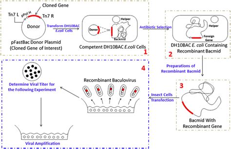 Recombinant Baculoviruses And Gene Expression Protocol Using The