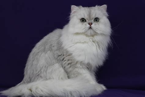 Silver Tip Persian Cat