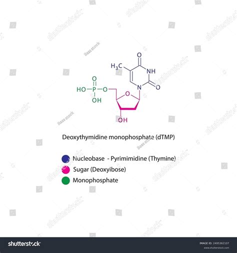 Deoxythymidine Monophosphate Dtmp Skeletal Structure Schematic Stock