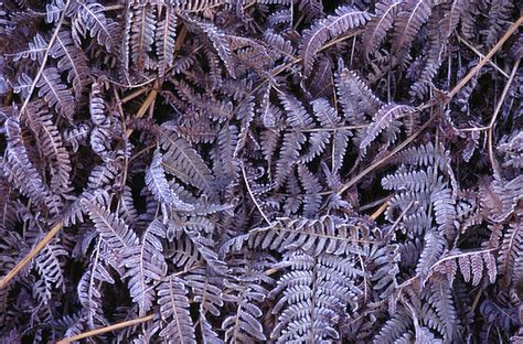 Cockerel By Katie Bell Indigo Collection