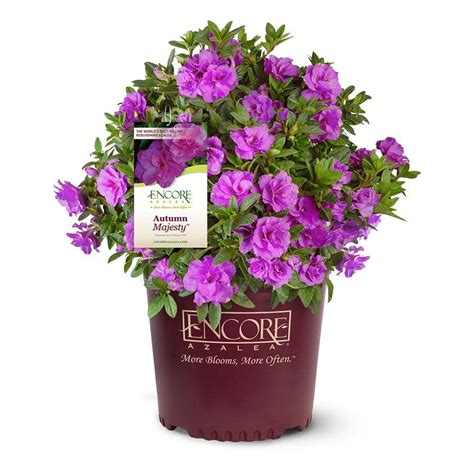 Have A Question About Encore Azalea 3 Gal Autumn Majesty Azalea Shrub
