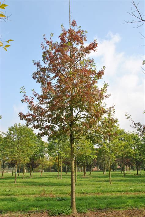 Quercus Ellipsoidalis Northern Pin Oak Hills Oak Van Den Berk Nurseries