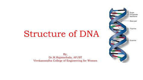 2 Structure Of Dna Watson And Crick Model Pptx