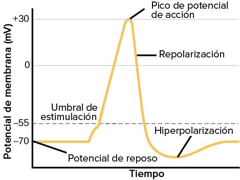 Potenciales De Membrana Y Potenciales De AcciÓn Alejandra Fuentes