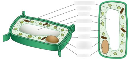 Diagram Of Plant Cell Quizlet